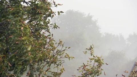 Walnut Tree Blowing In Extreme Gale, Hea... | Stock Video | Pond5