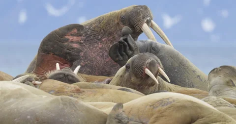 Walrus (Odobenus rosmarus) huddled toget... | Stock Video | Pond5