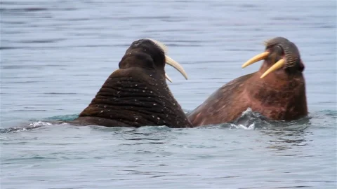 Walrus Young couple Playing in Arctic Wa... | Stock Video | Pond5