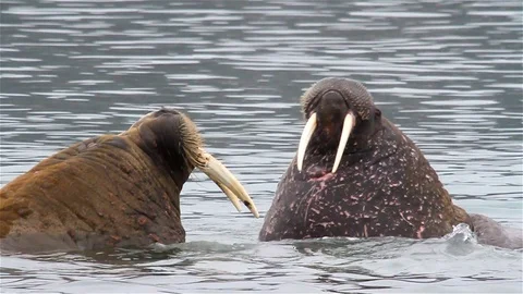 Walrus Young couple Playing in Arctic Wa... | Stock Video | Pond5