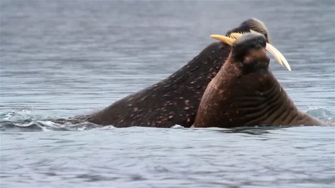 Walrus Young Play and fight in arctic Wa... | Stock Video | Pond5