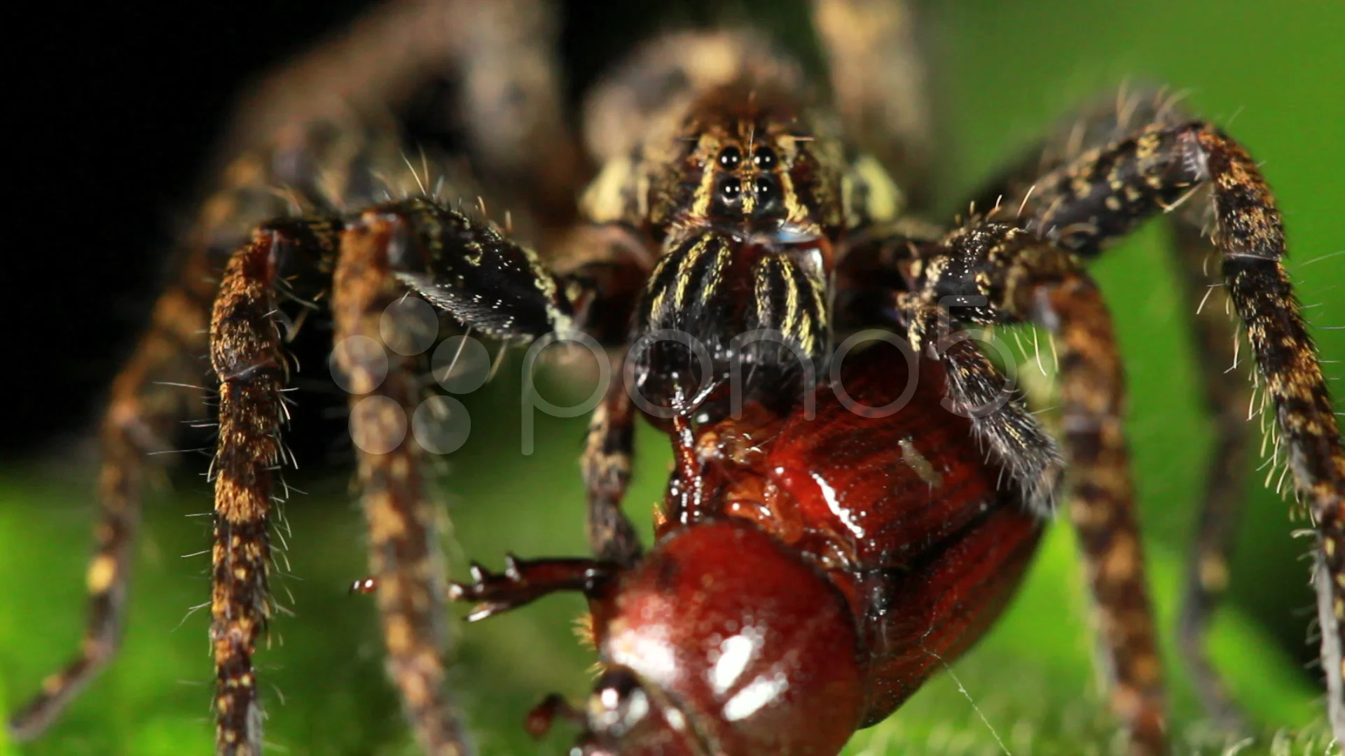 Brazilian Wandering Spider Attacking Brazilian Wandering Spider Bite