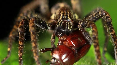 Ctenid Stock Video Footage | Royalty Free Ctenid Videos | Pond5