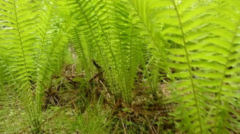 Arctic Plants Stock Video Footage | Royalty Free Arctic Plants Videos ...