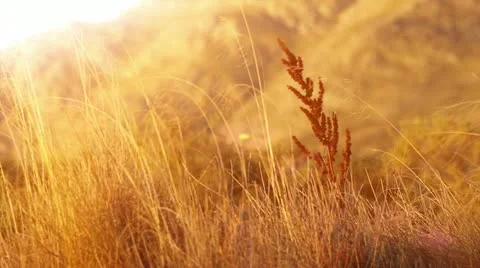 The Wilds Streaming Stock Videos – Royalty-Free HD & 4K Videos | Pond5