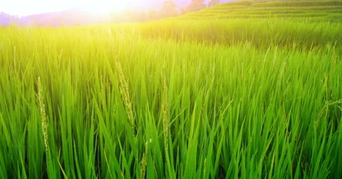 Rice Stock Footage ~ Royalty Free Stock Videos | Pond5