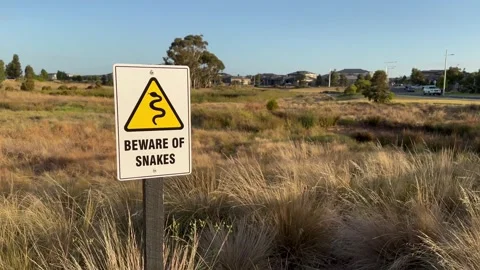 Australia Snakes Stock Footage ~ Royalty Free Stock Videos | Pond5