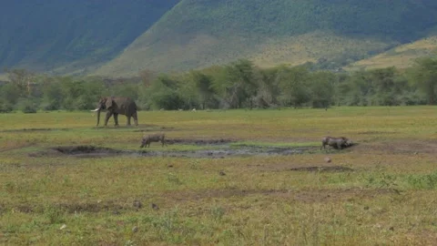 Warthog scratching itself near African e... | Stock Video | Pond5