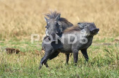 Warthogs (Phacochoerus), making love, mating, animals, love, family ...