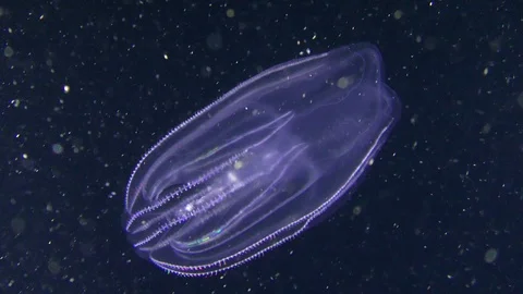 Warty comb jelly (Mnemiopsis leidyi) on ... | Stock Video | Pond5