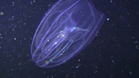 Warty comb jelly (Mnemiopsis leidyi) on ... | Stock Video | Pond5
