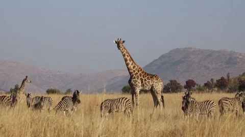 A wary giraffe cow, with her young calf,... | Stock Video | Pond5