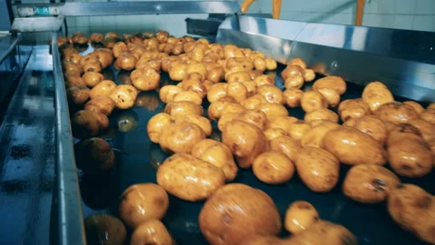 Washed potato moving on a conveyor in a ... | Stock Video | Pond5