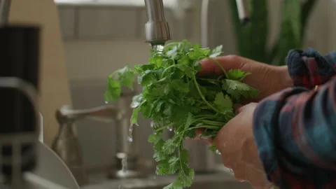 Cilantro Stock Videos – Royalty-Free HD & 4K Videos | Pond5