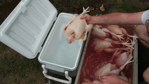 Washing freshly processed chickens and p... | Stock Video | Pond5