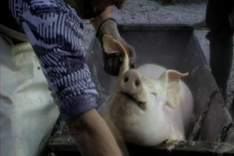 Washing pig | Stock Video | Pond5