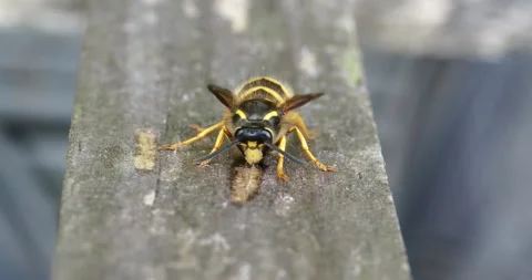 A wasp chewing wood on a balcony in Ambl... | Stock Video | Pond5