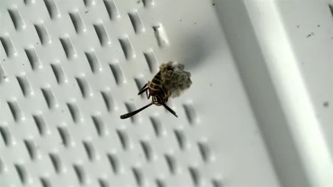 Wasp curled around the beginning start o... | Stock Video | Pond5