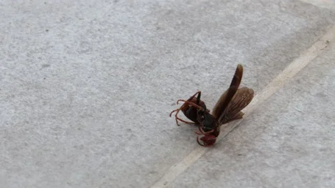 Dying Insect Stock Video Footage | Royalty Free Dying Insect Videos | Pond5