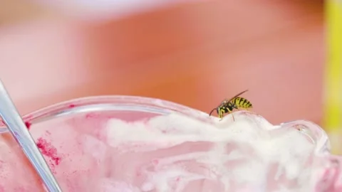 Flying Ice Cream Stock Footage ~ Royalty Free Stock Videos | Pond5