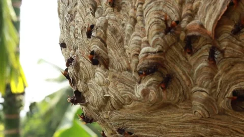 Wasp Hive Stock Footage ~ Royalty Free Stock Videos | Pond5