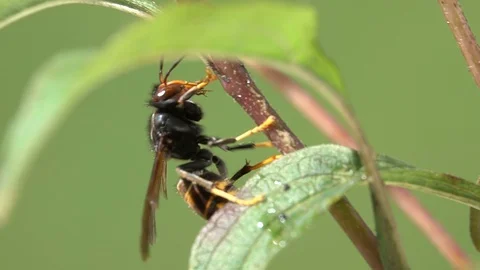 Hornet Wasp Stock Footage ~ Royalty Free Stock Videos | Pond5