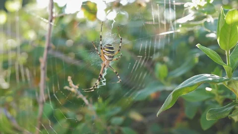 Wasp spider on cobweb, sunny ray lightni... | Stock Video | Pond5