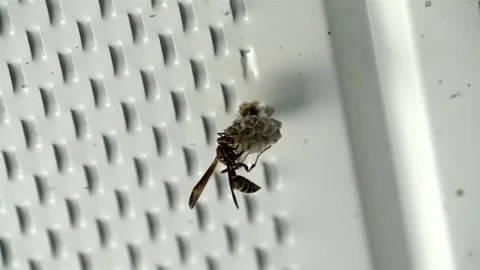 Wasp sticks head into paper pulp cells b... | Stock Video | Pond5