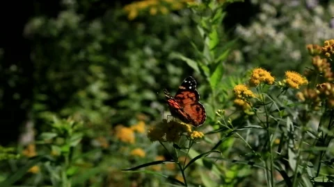 Sting Wasp Stock Videos – Royalty-Free HD & 4K Videos | Pond5