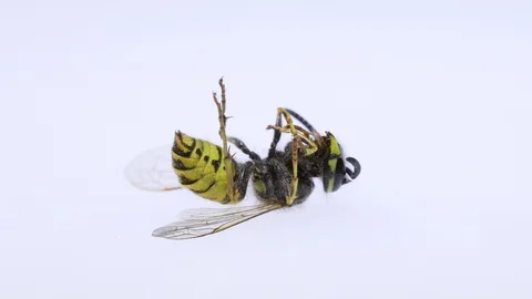 Little Wing Sting Stock Videos – Royalty-Free HD & 4K Videos