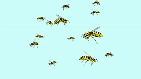 wasp swarm animation | Stock Video | Pond5