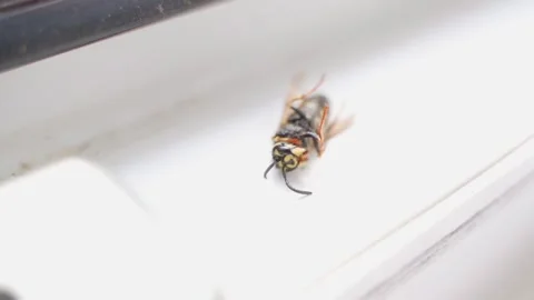 Under Dies Stock Videos – Royalty-Free HD & 4K Videos | Pond5