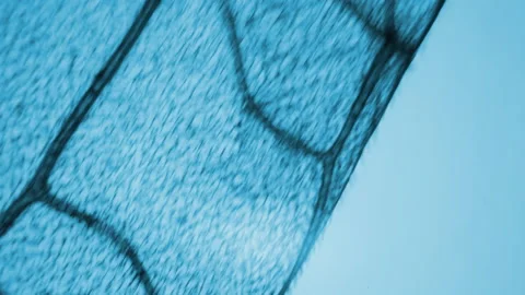 Wing Under Microscope Stock Footage ~ Royalty Free Stock Videos | Pond5