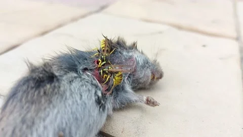 Dead Mouse Stock Footage ~ Royalty Free Stock Videos | Pond5