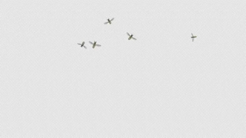 Wasps Flying VFX Element 3D Animation wi... | Stock Video | Pond5