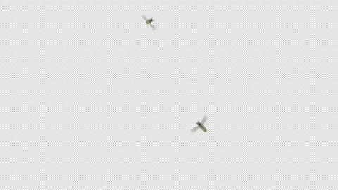 Wasps Flying VFX Element 3D Animation wi... | Stock Video | Pond5