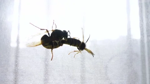 Wasps mate on a window grid | Stock Video | Pond5