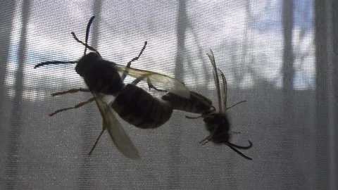 Wasps mate on a window grid | Stock Video | Pond5