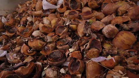 Waste coconut husked, removed from cocon... | Stock Video | Pond5