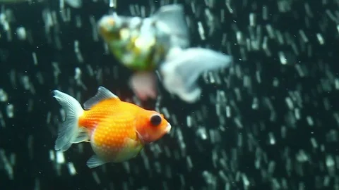 Fishbowl Video Stock Videos – Royalty-Free HD & 4K Videos