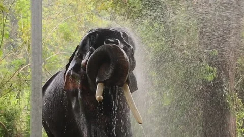 #G Bath Stock Videos – Royalty-Free HD & 4K Videos