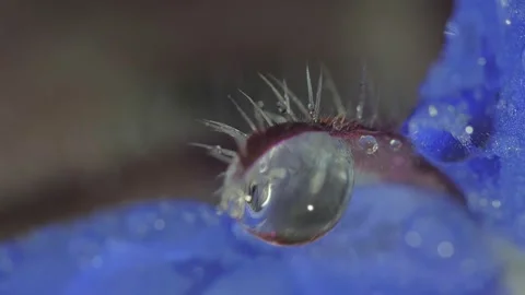 Weird Plant Stock Footage ~ Royalty Free Stock Videos | Pond5