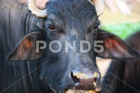 Water Buffalo Face. Water Buffalo Face posing for Photo ~ Premium Photo ...