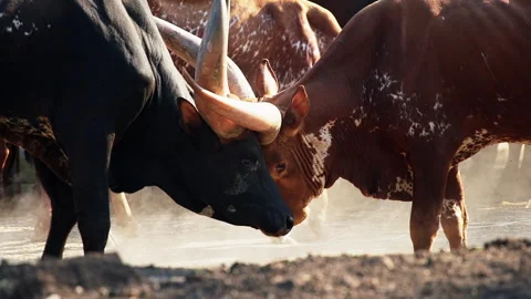 Water Conservation Stock Footage ~ Royalty Free Stock Videos | Pond5