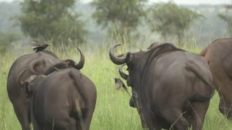 Water Buffalo Running Stock Video Footage | Royalty Free Water Buffalo ...