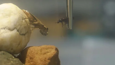 Water Beetle Stock Footage ~ Royalty Free Stock Videos | Pond5