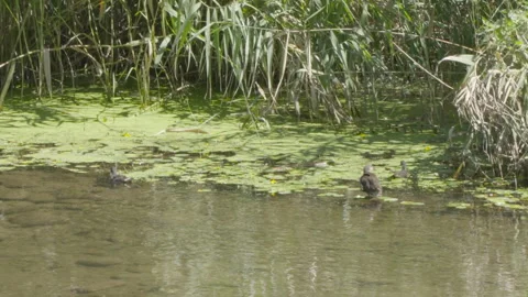 Water chickens and water birds swim in t... | Stock Video | Pond5