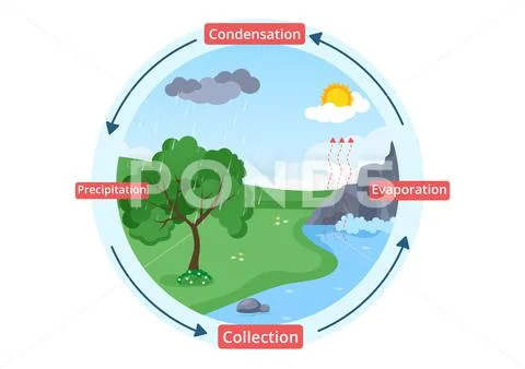 Water Cycle of Evaporation, Condensation, Precipitation to Collection ...