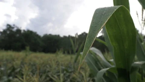 Water dripping off corn stalk leaf | Stock Video | Pond5