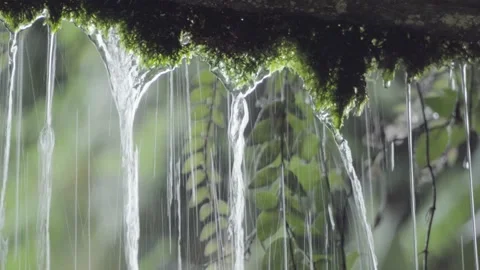 Water Dripping With Mosses At The Cloud ... | Stock Video | Pond5
